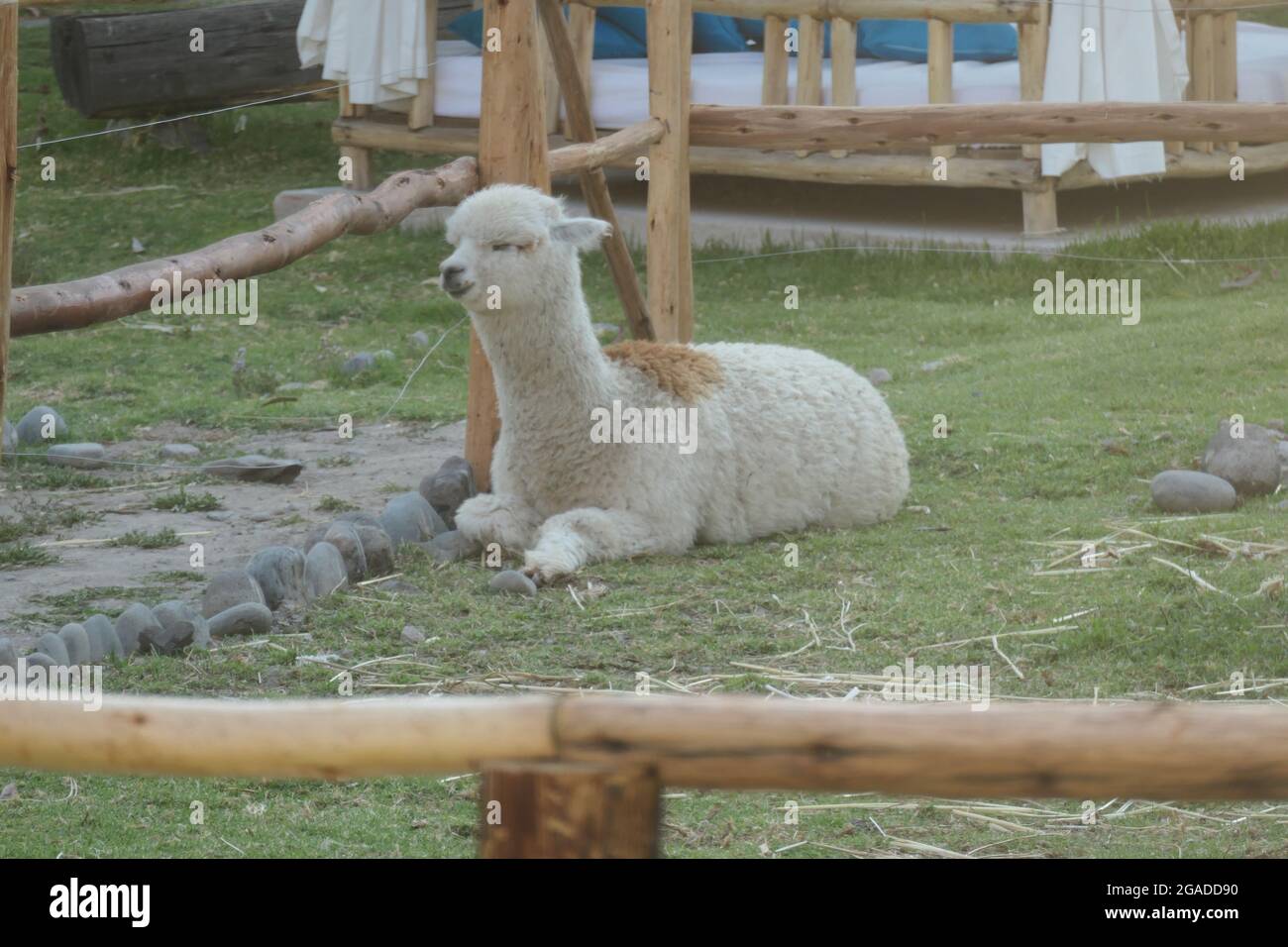 baby lama in Peru Stock Photo - Alamy
