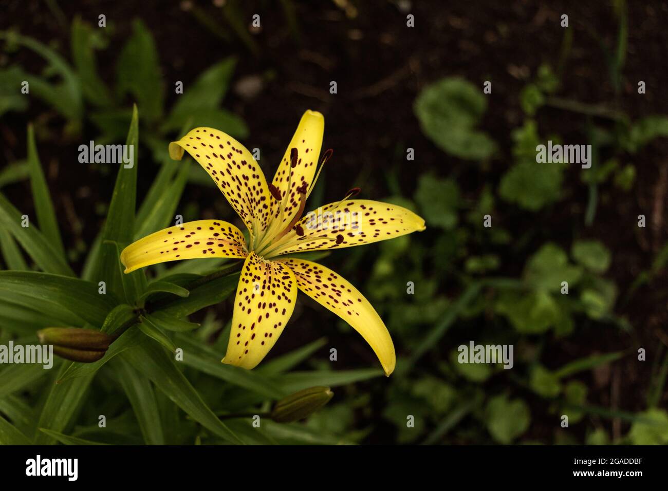 Inflorescence lily hi-res stock photography and images - Alamy