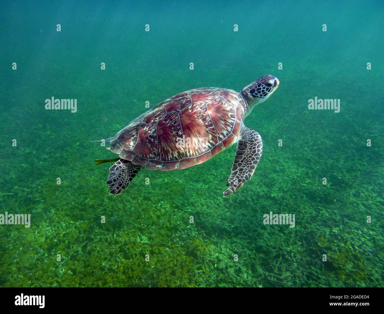 Sea Turtle, Koh Tao, Thailand Stock Photo - Alamy