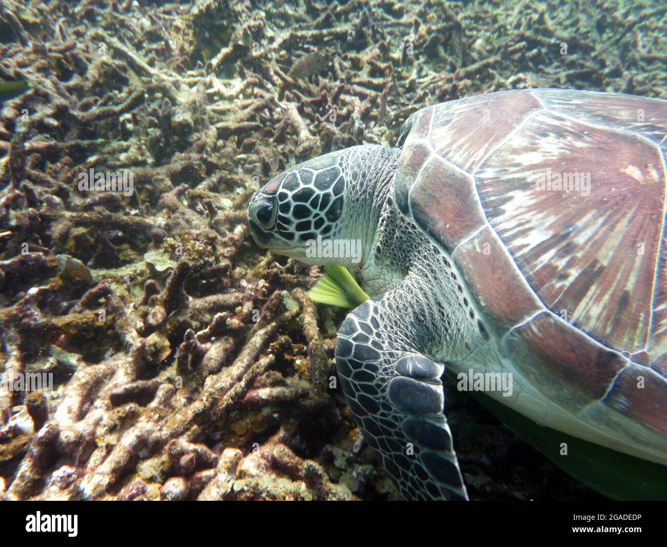 Sea Turtle, Koh Tao, Thailand Stock Photo - Alamy