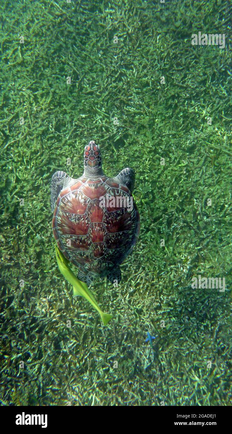 Sea Turtle, Koh Tao, Thailand Stock Photo - Alamy