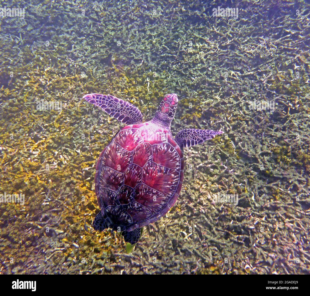 Little turtle indian hi-res stock photography and images - Alamy