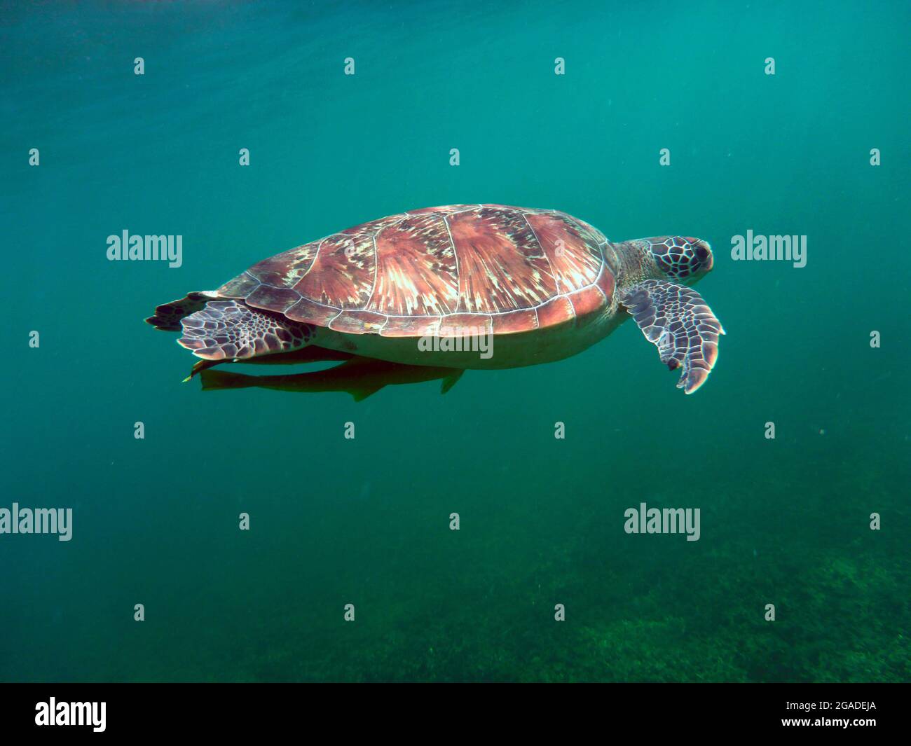 Sea Turtle, Koh Tao, Thailand Stock Photo - Alamy