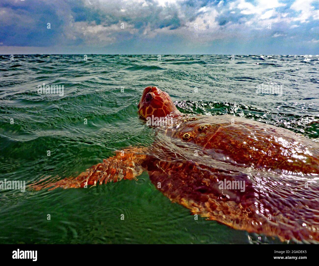 Sea Turtle, Koh Tao, Thailand Stock Photo - Alamy