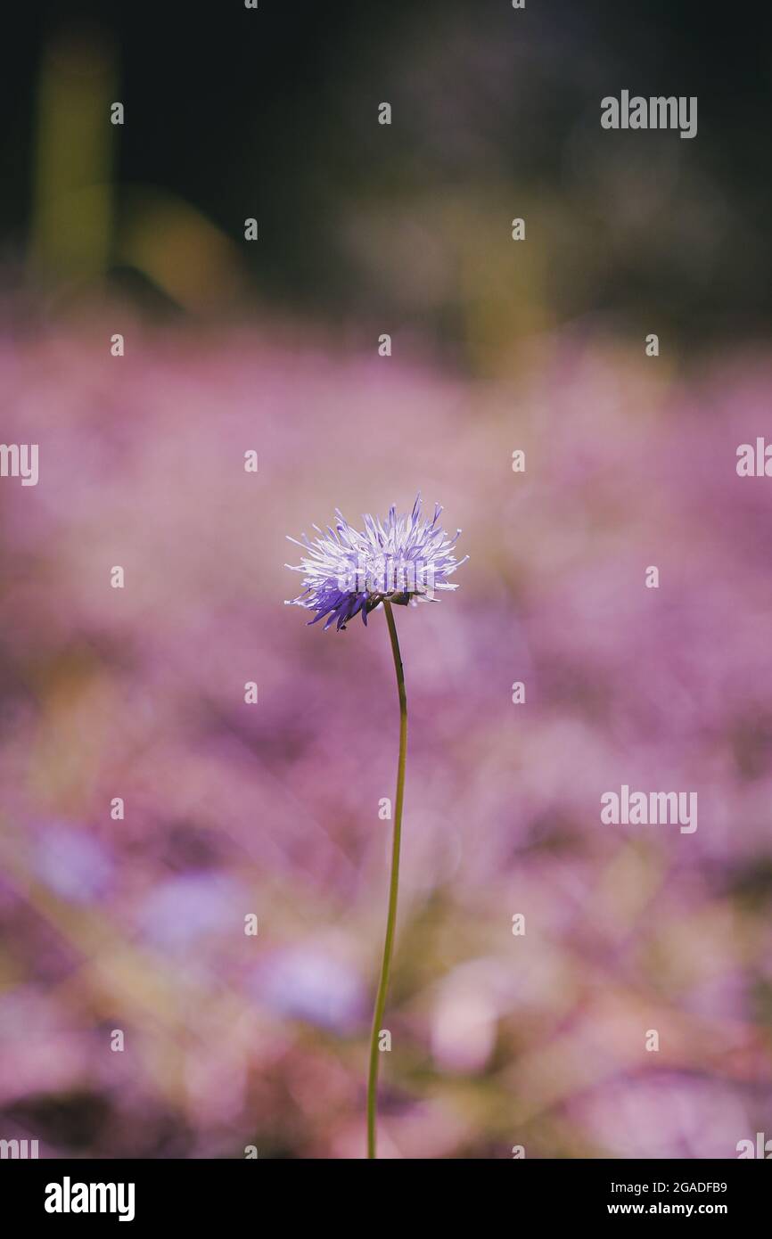 Selective focus of a single purple flower Stock Photo - Alamy