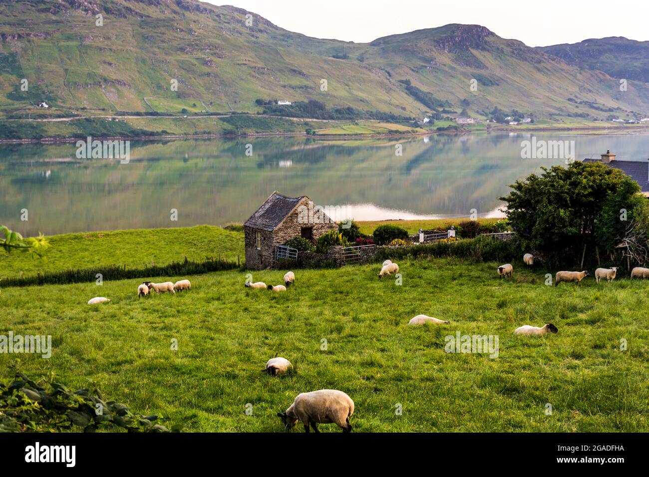 Sheep and lamb grazing in pasture field, Ardara, County Donegal ...