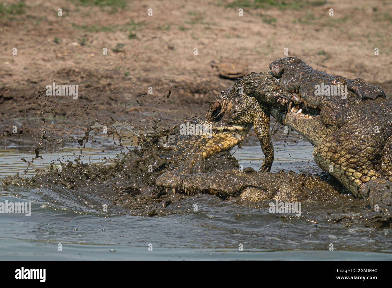 Other crocodiles joined in on the action. BOTSWANA, AFRICA: FEEDING ...