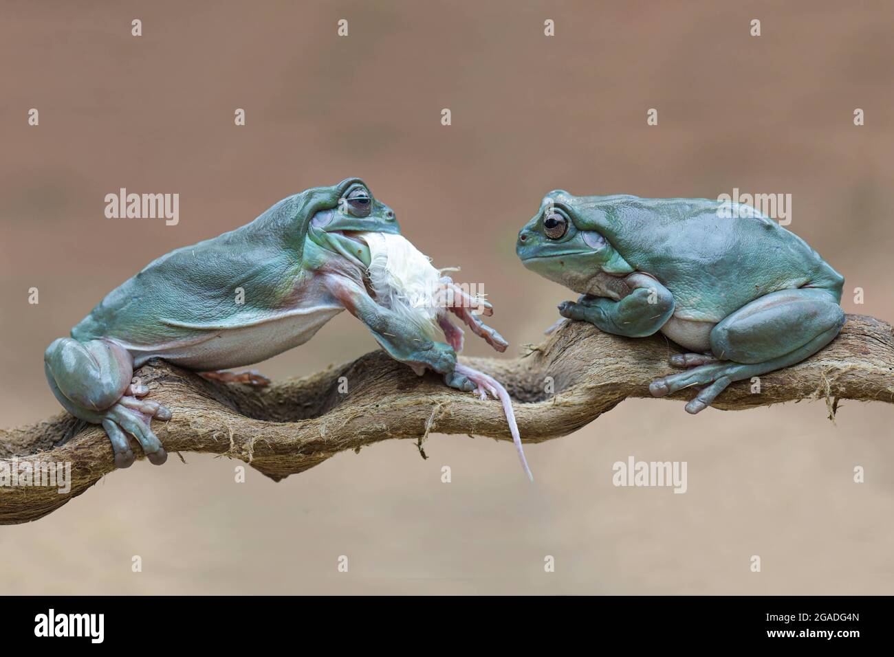 The two dumpy tree frogs feasted on an innocent rodent. BOGOR ...