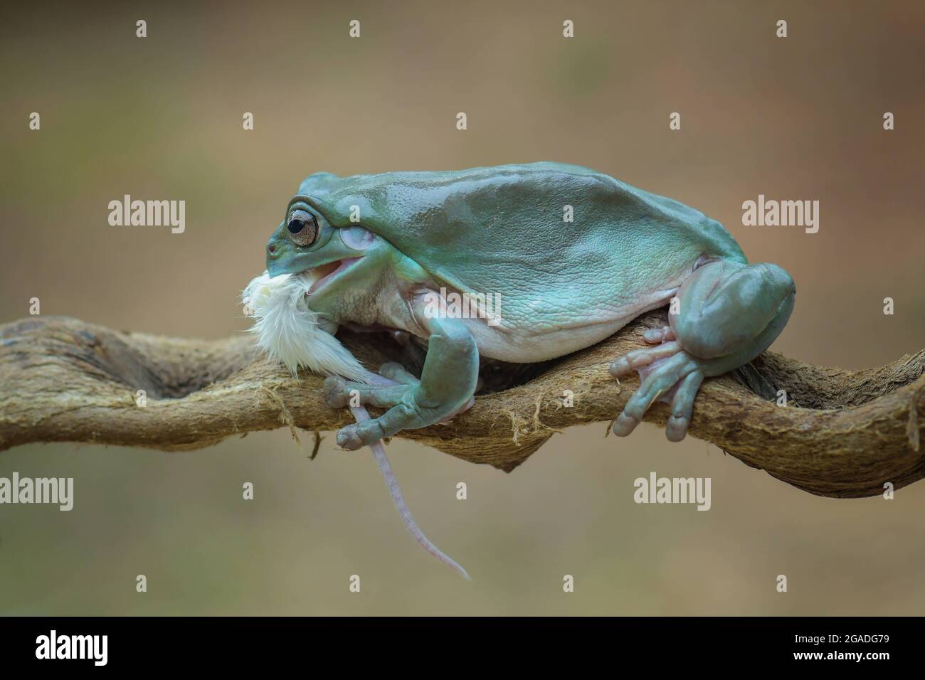 After two minutes, the rodent was devoured. BOGOR, INDONESIA: THIS POOR ...