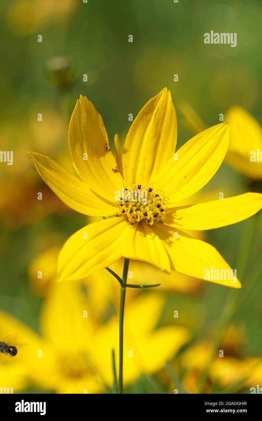 Vertical closeup of Coreopsis verticillata. Beautiful flower with ...