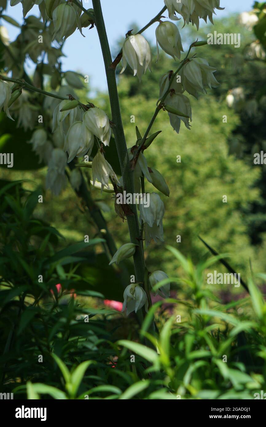 Vertical closeup of Yucca filamentosa, Adam’s needle Stock Photo - Alamy