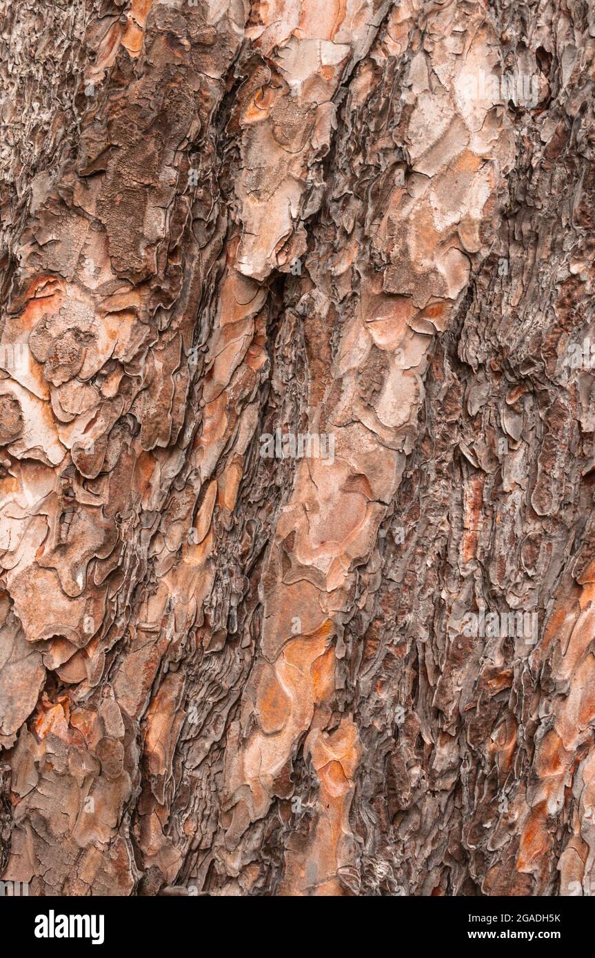 Tree Bark, close-up, background Stock Photo - Alamy