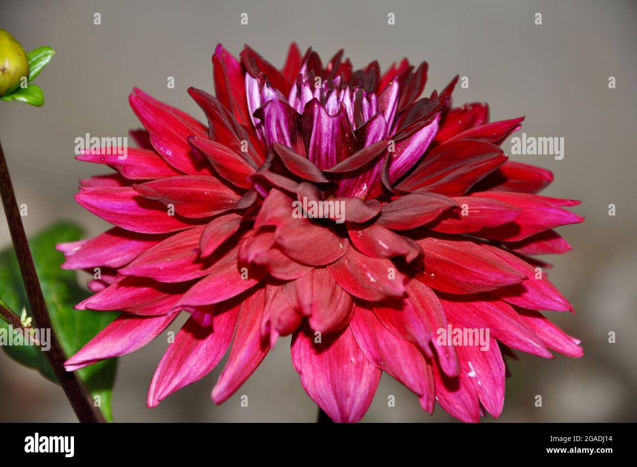 Burgundy dahlia flower isolated on summer meadow in Croatia. Flower ...