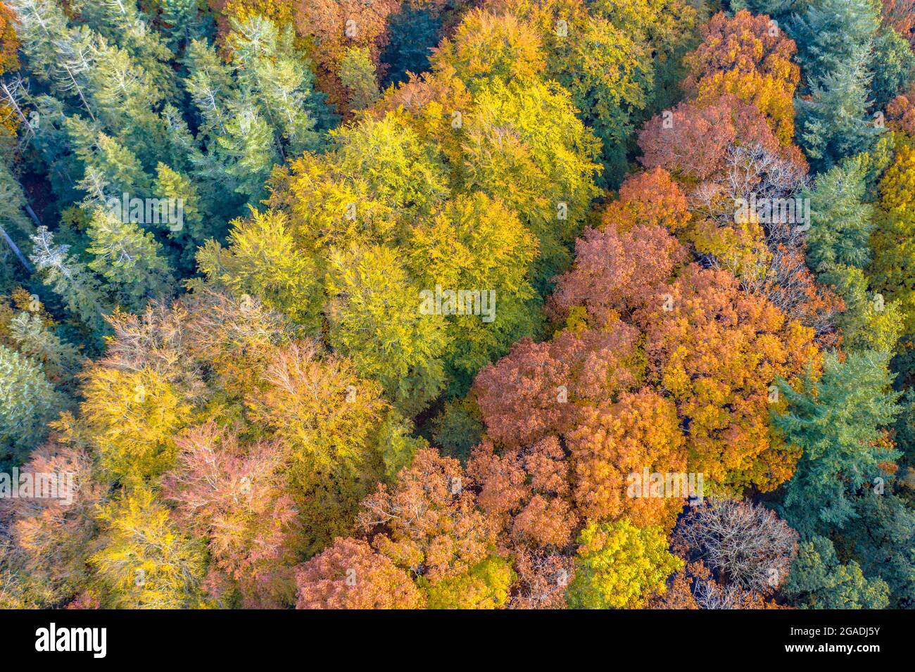 Aerial top down view of mixed forest in autumn colors. Gasselte ...