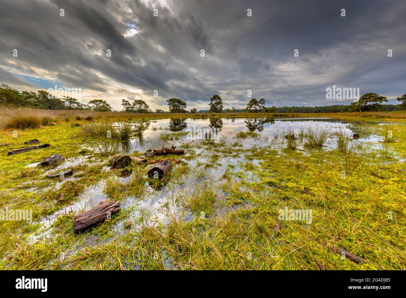 Fen in nature reserve Tongerense heide near Emst, Gelderland Province ...