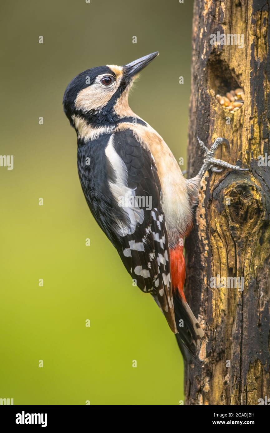 Great spotted woodpecker (Dendrocopus major) portrait in forest ...