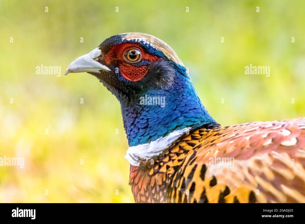 Portrait of young male Common pheasant (Phasianus colchicus) on bright ...