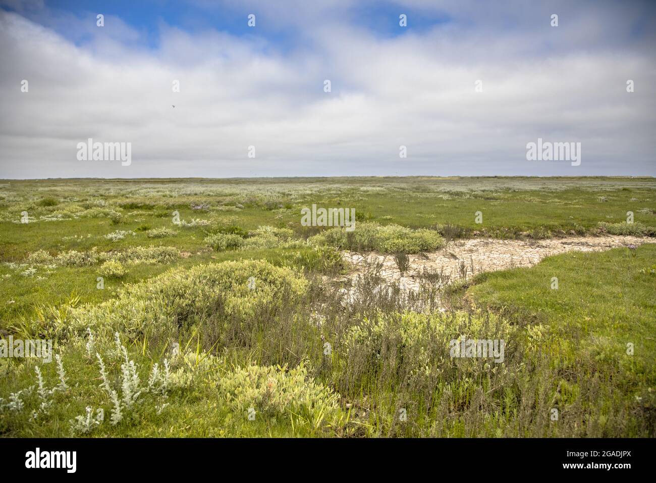 Tidal marshland with natural meandering drainage system on wadden ...