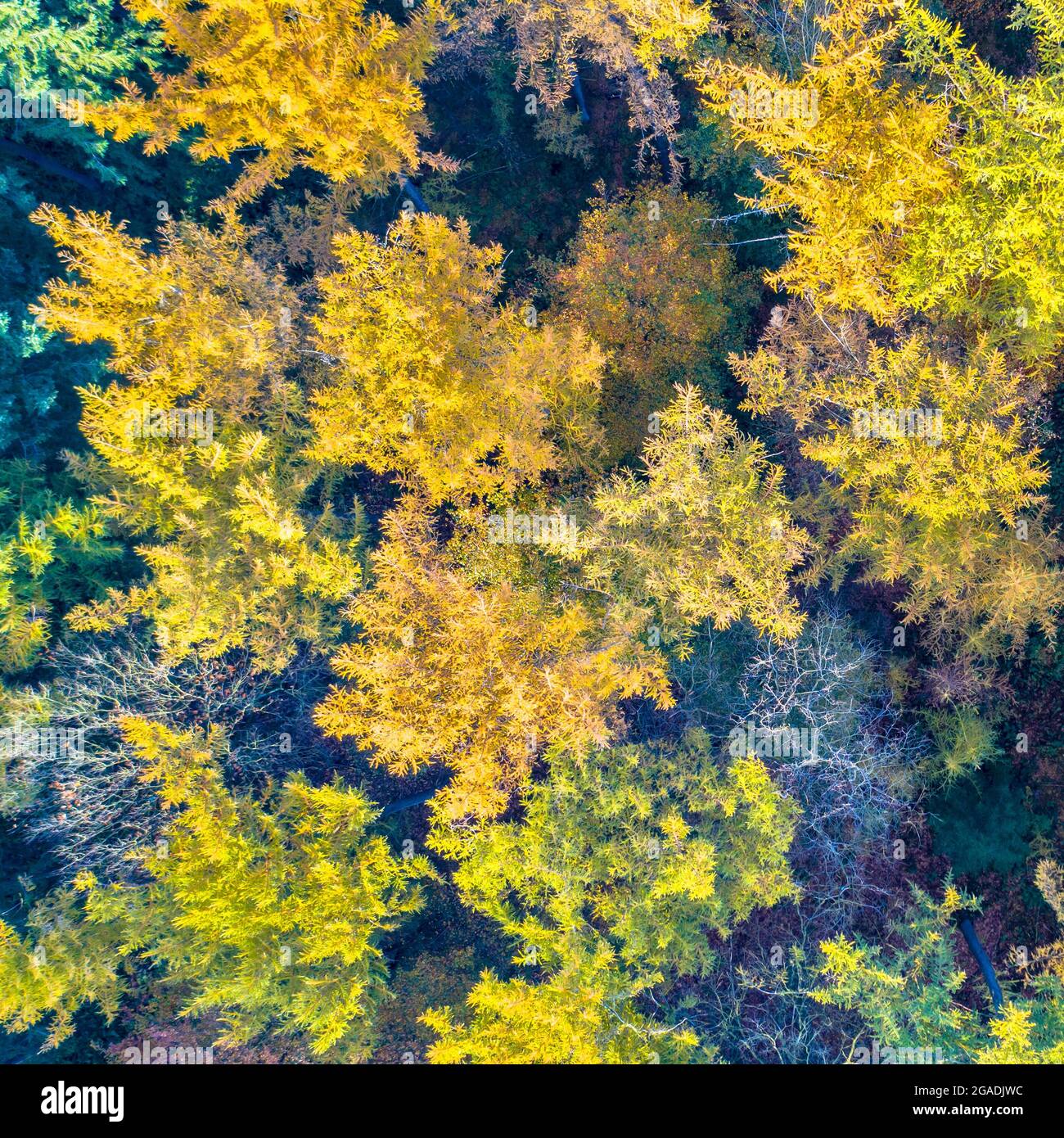 Top down aerial view of autumn forest with colorful fall foliage of ...