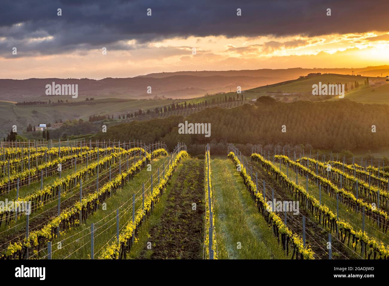 Vineyard in foggy hills of Asciano, Chiusure, Tuscany, Italy, April ...