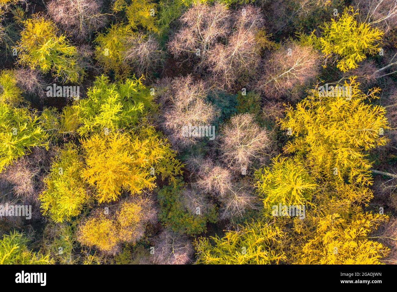 Aerial view of oak trees hi-res stock photography and images - Alamy
