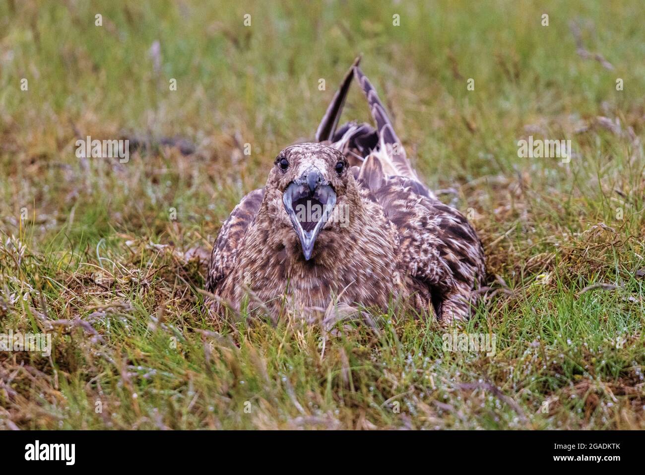 great skua sitting on eggs and guarding nest looking at camera with ...