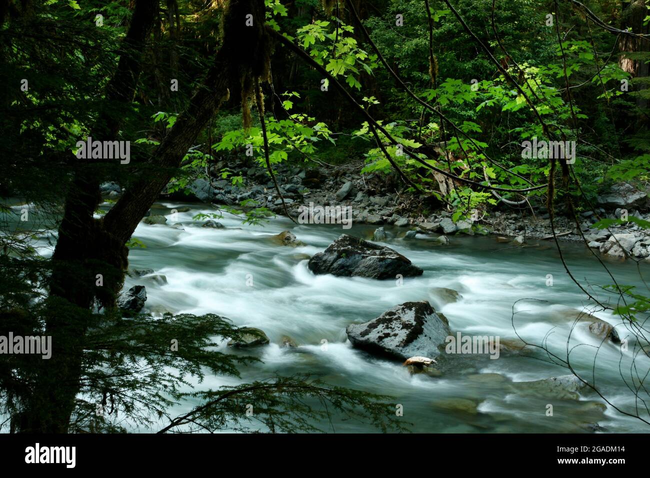a exterior picture of an Pacific Northwest rainforest river Stock Photo ...