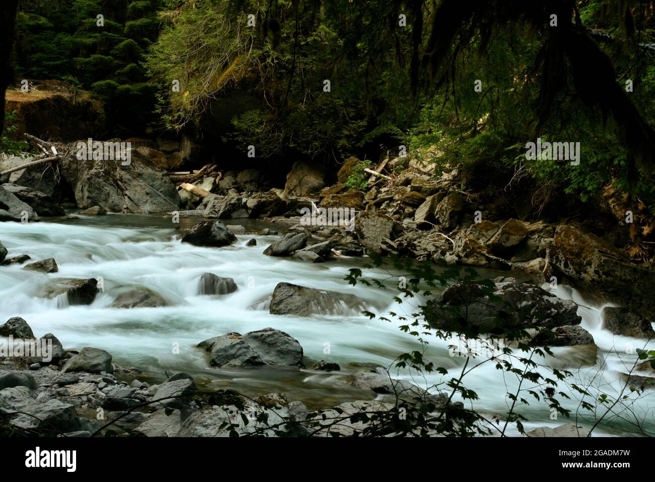 a exterior picture of an Pacific Northwest rainforest river Stock Photo ...