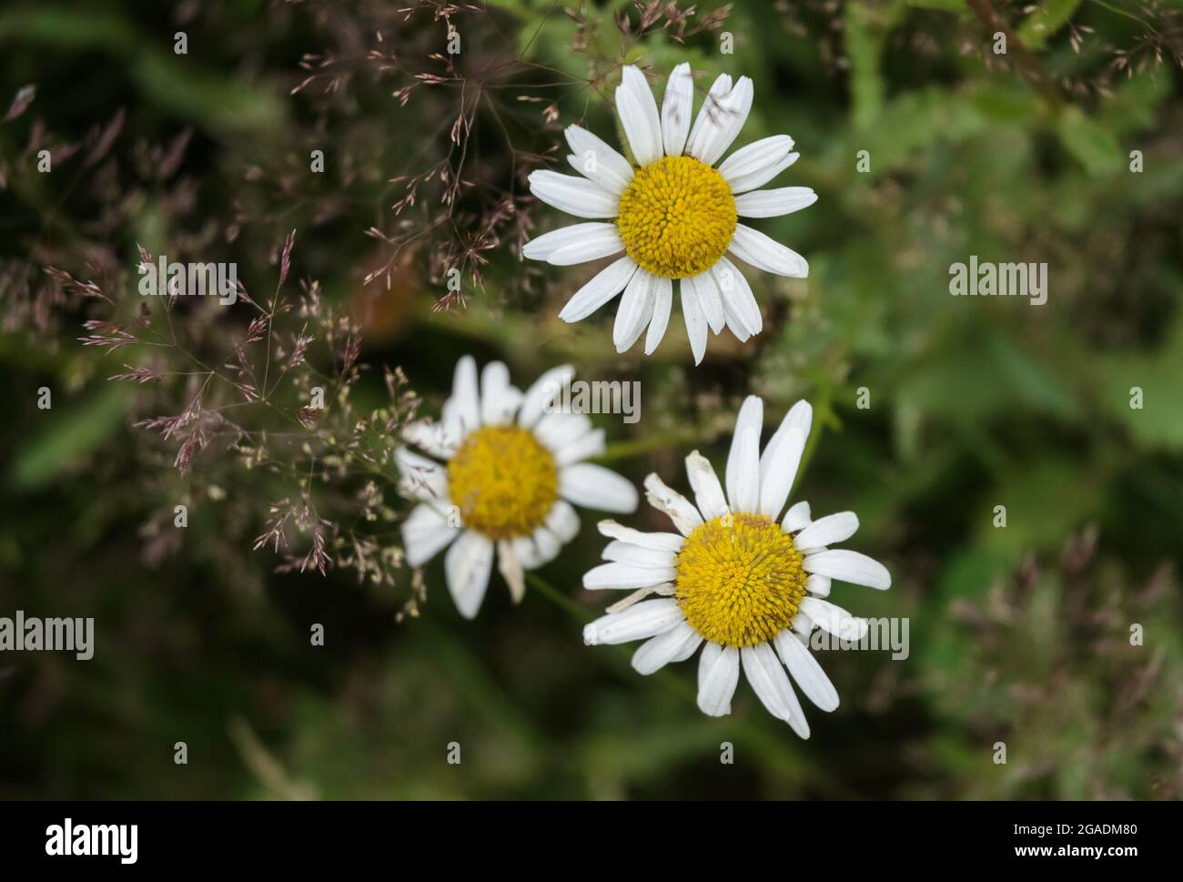 Leucanthemum vulgare, known as ox-eye daisy, oxeye daisy, dog daisy ...