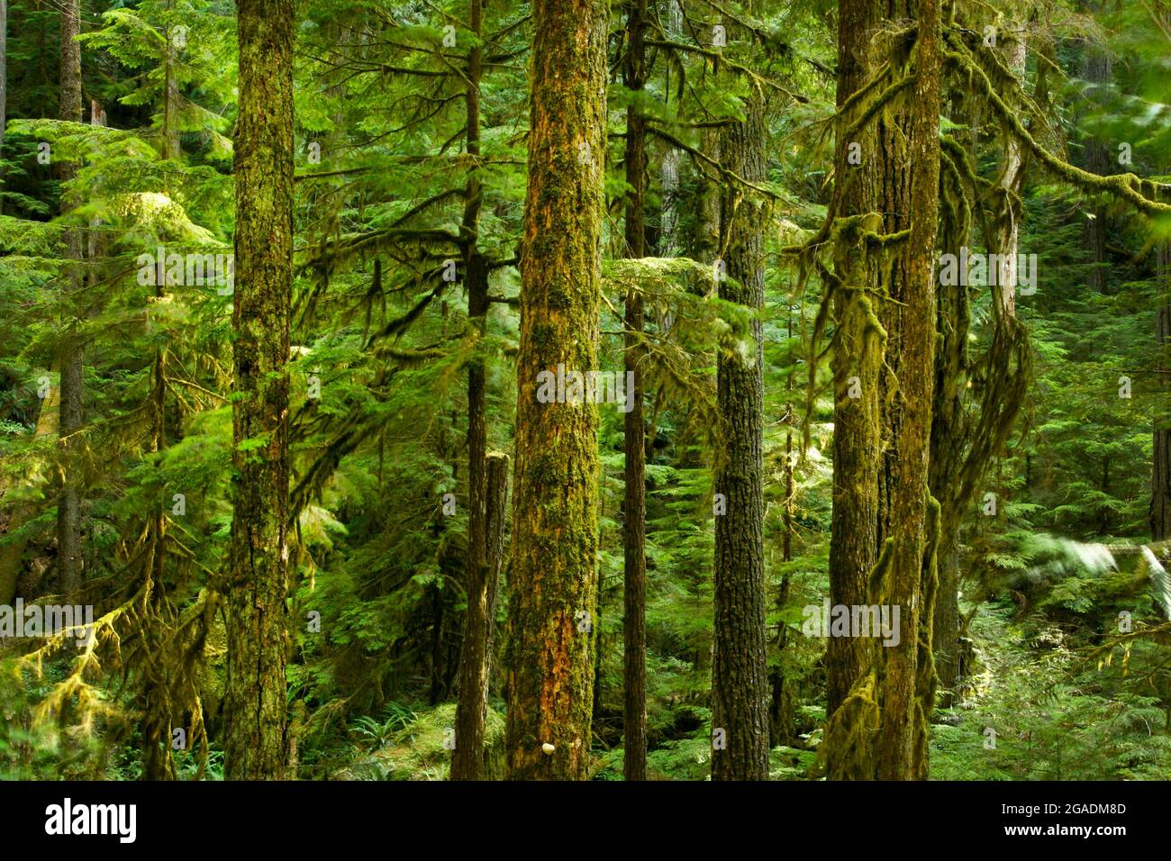 a exterior picture of an Pacific Northwest rainforest Stock Photo - Alamy