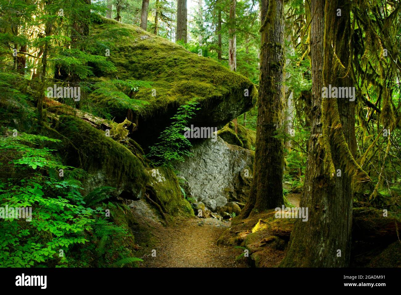 a exterior picture of an Pacific Northwest rainforest trail Stock Photo ...