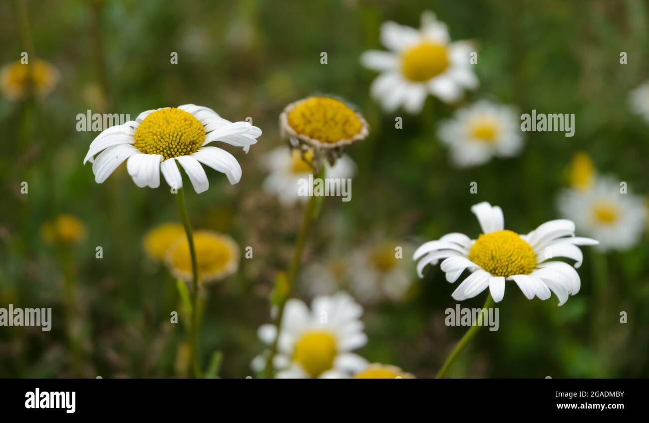 Leucanthemum vulgare, known as ox-eye daisy, oxeye daisy, dog daisy ...