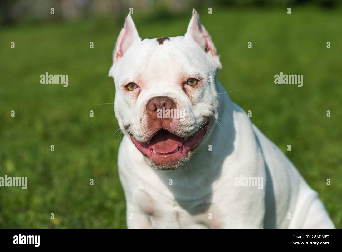 American Bulldog Smile