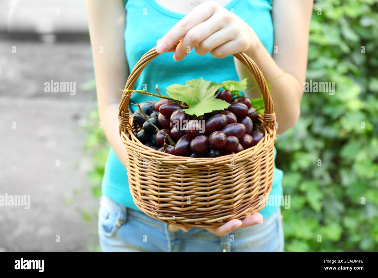 Hand with grapes in basket on nature background Stock Photo - Alamy