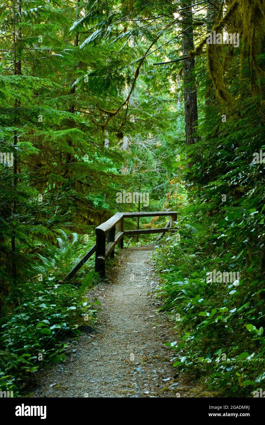 a exterior picture of an Pacific Northwest rainforest trail Stock Photo ...