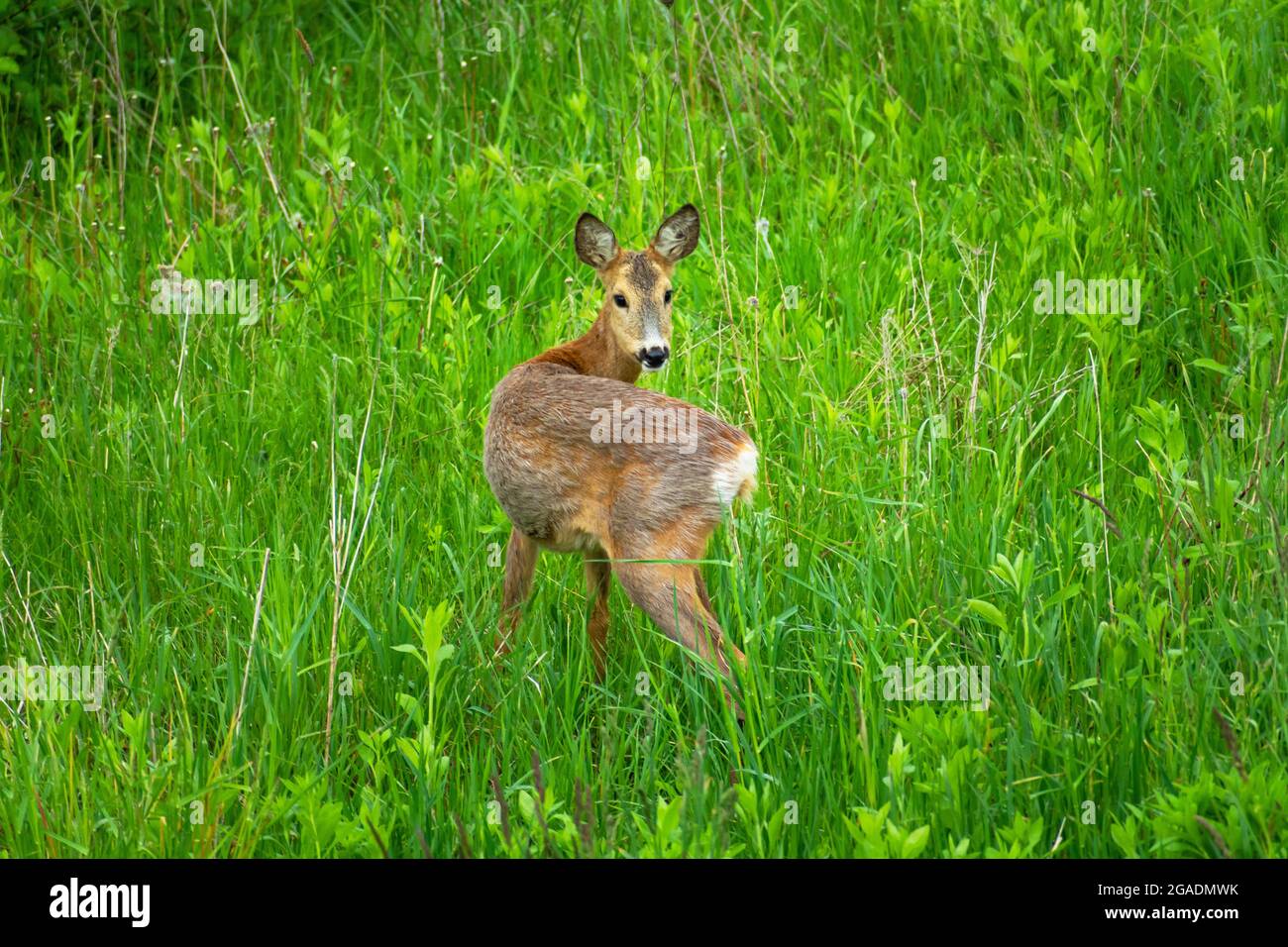 Young roe deer on the meadow, spring day Stock Photo - Alamy