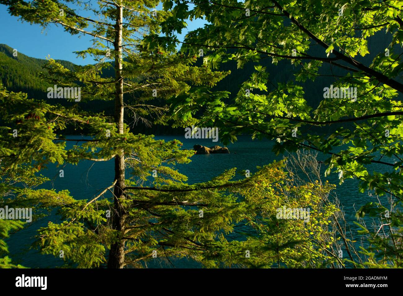 a exterior picture of an Pacific Northwest forest lake Stock Photo - Alamy