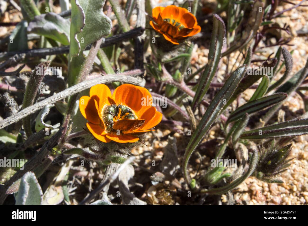 A Beetle Daisy, Gorteria Diffusa, named after the raised spots which ...