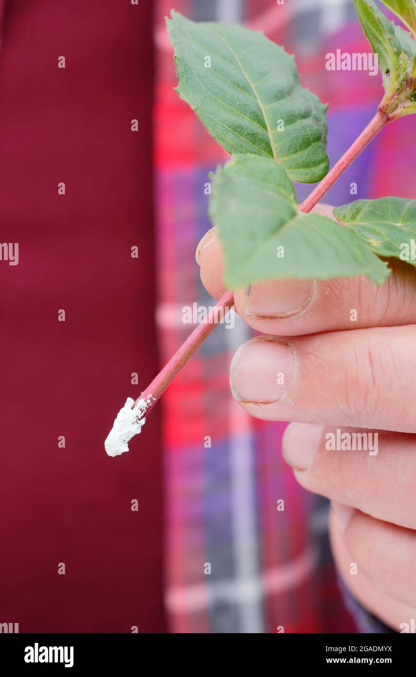 Fuchsia cuttings. Rooting hormone powder applied to the base of a ...