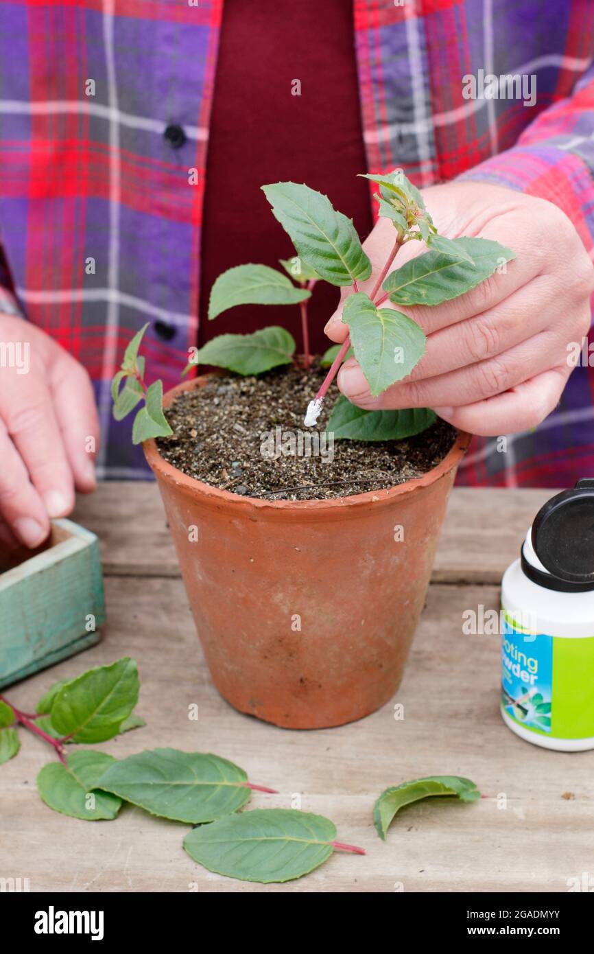 Fuchsia cuttings. Placing fuchsia cuttings around the edges of a pot ...