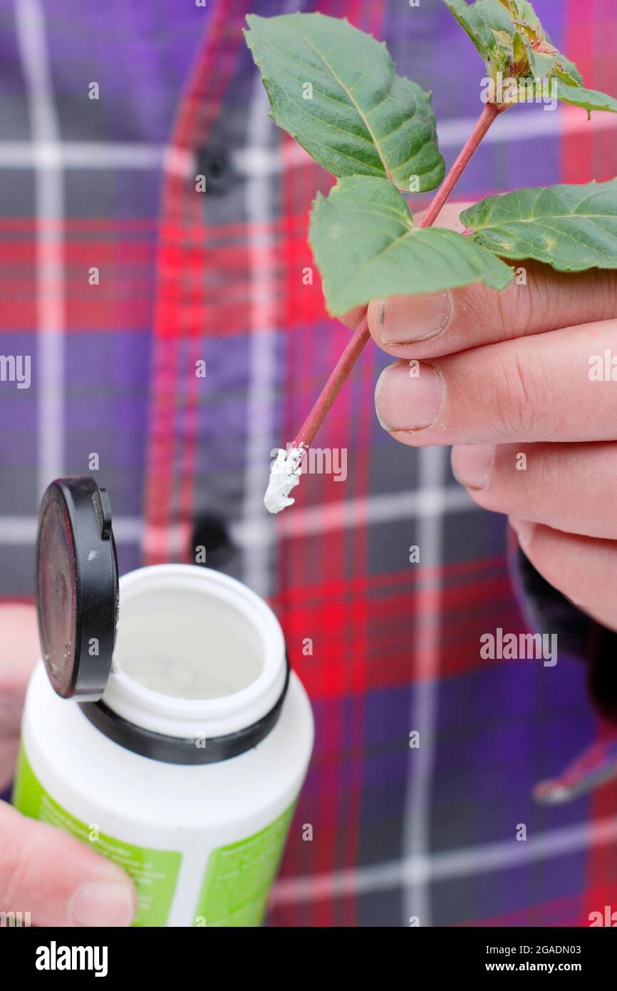 Fuchsia cuttings. Rooting hormone powder applied to the base of a ...