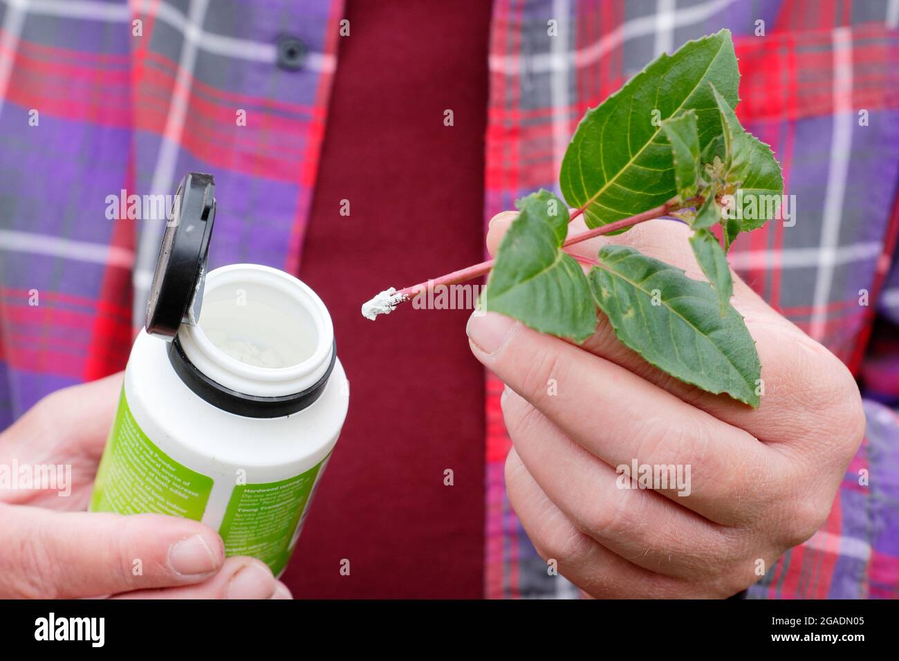 Fuchsia cuttings. Rooting hormone powder applied to the base of a ...