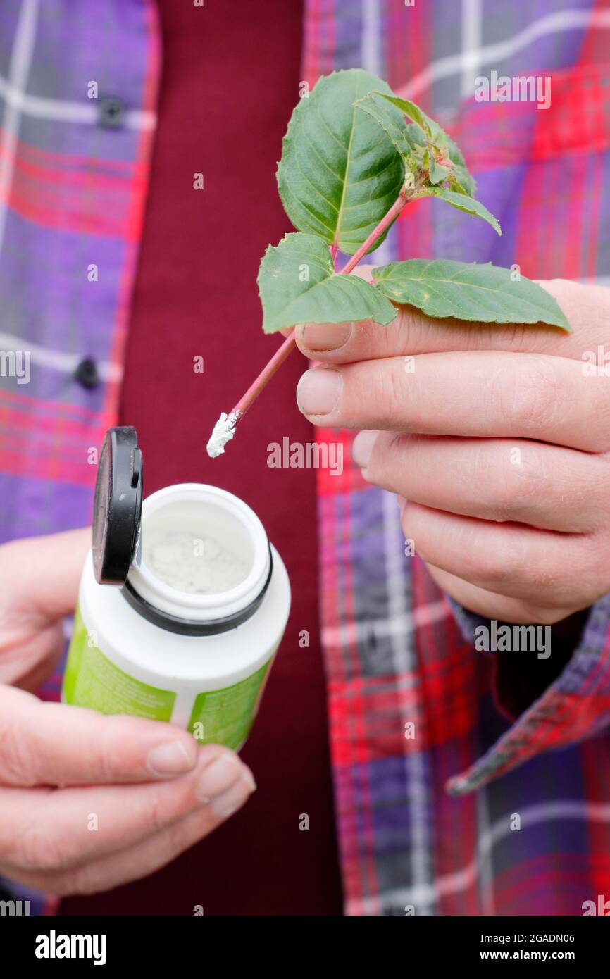 Fuchsia cuttings. Rooting hormone powder applied to the base of a ...