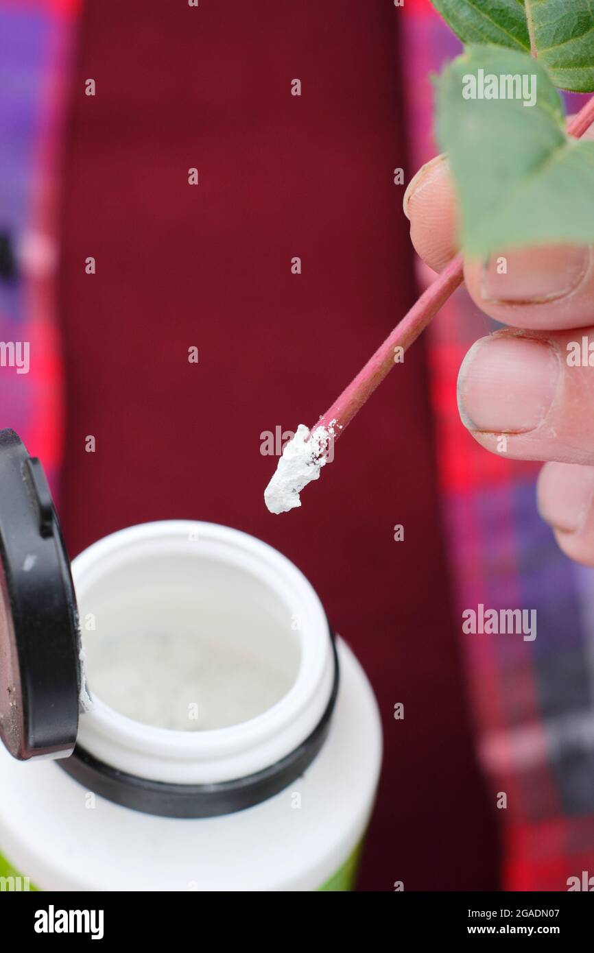 Fuchsia cuttings. Rooting hormone powder applied to the base of a ...