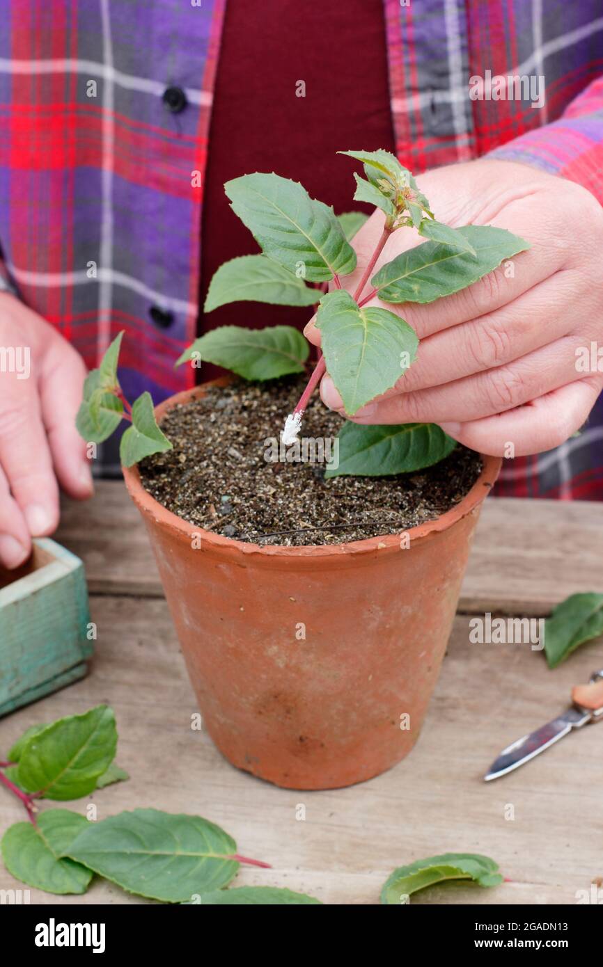 Fuchsia cuttings. Placing fuchsia cuttings around the edges of a pot ...
