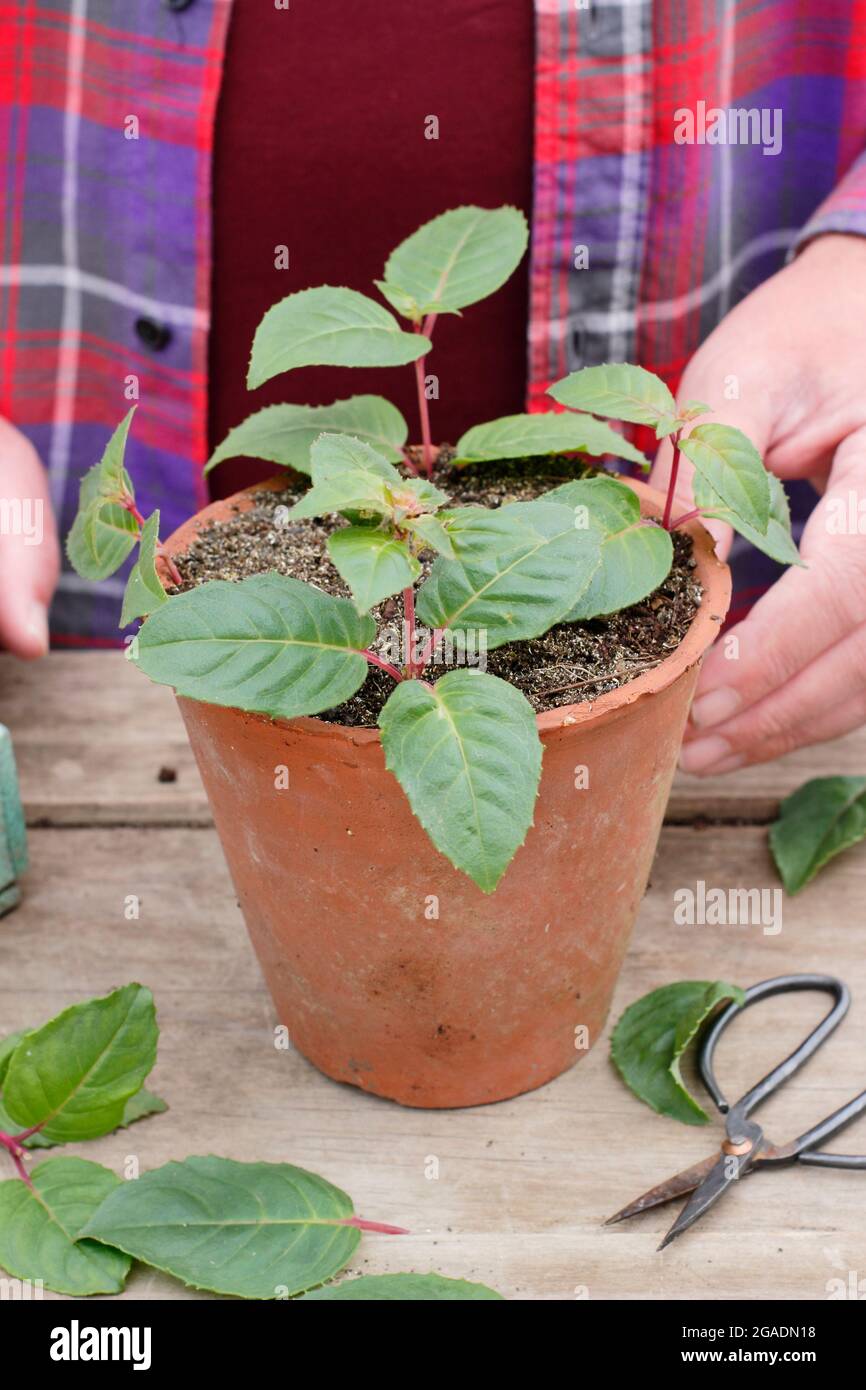 Taking fuchsia cuttings hi-res stock photography and images - Alamy