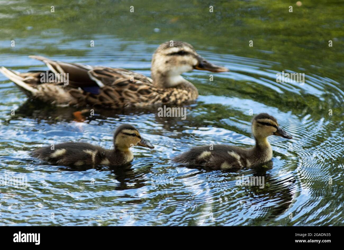 The mallard is the most familiar of the British duck family. They are ...