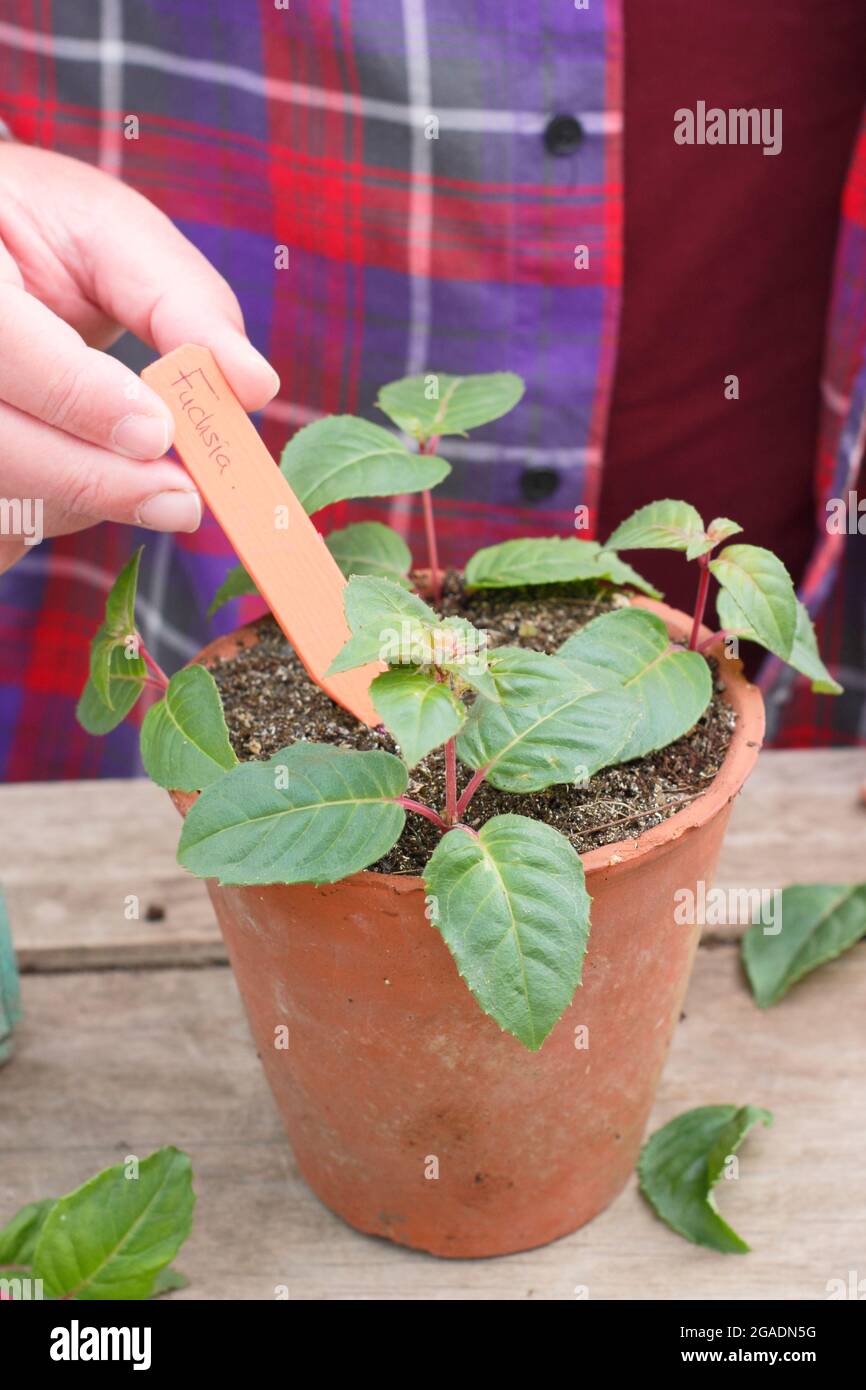 Fuchsia cuttings in a pot of gritty compost ready for placing in a warm ...