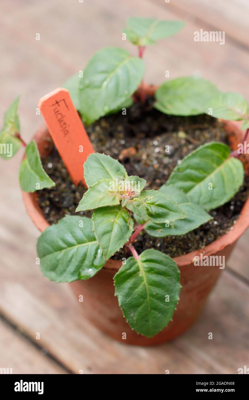 Plant cuttings. Fuchsia cuttings in a pot of gritty compost ready for ...