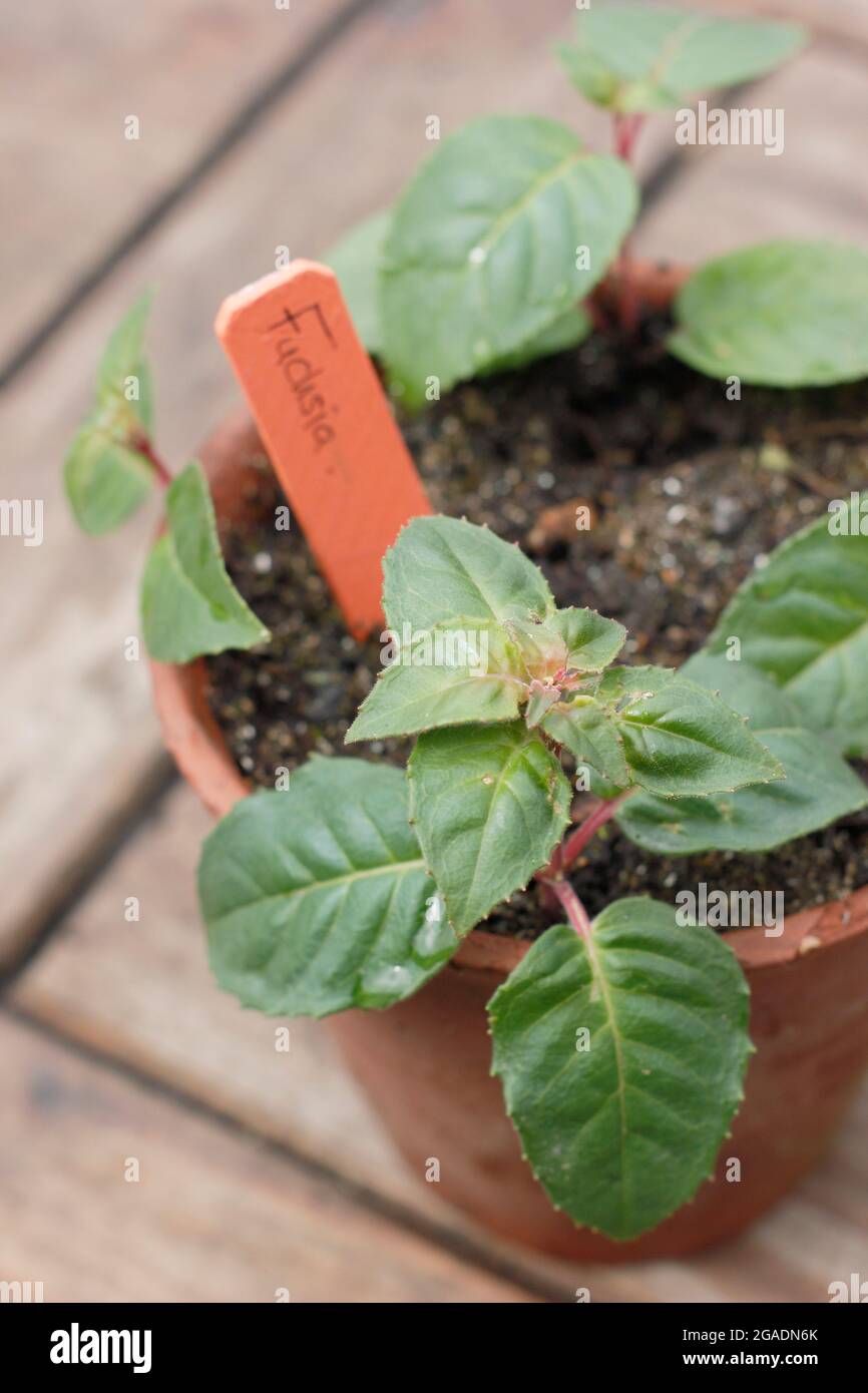 Taking fuchsia cuttings hi-res stock photography and images - Alamy